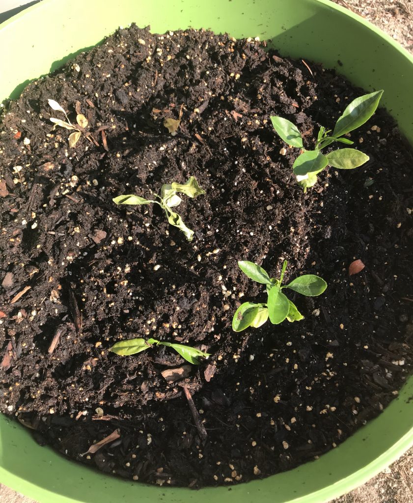 How long does it really take to grow a tree? (part 1) - Curiously ...