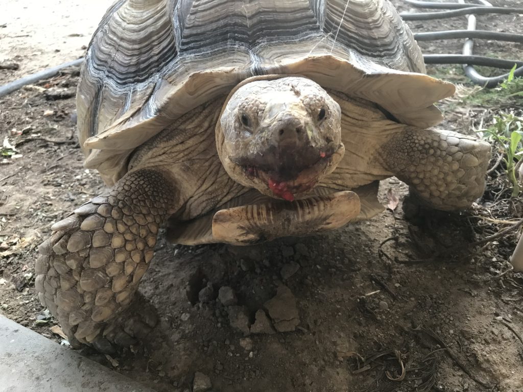 Meet Sheldon the tortoise! (Our zoo part 1) - Curiously Educational